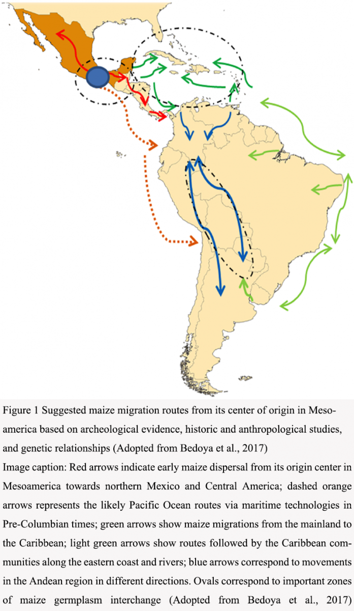 The Columbian Exchange: Maize‘s Global Journey and Ecological Impact ...