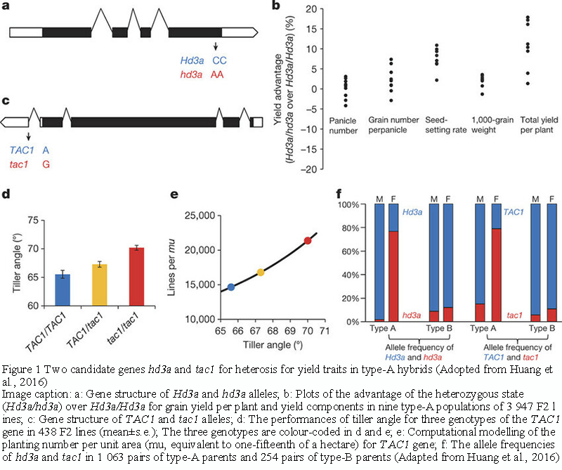 Maximizing Rice Yields through Heterosis: Exploring the Genetic Basis ...