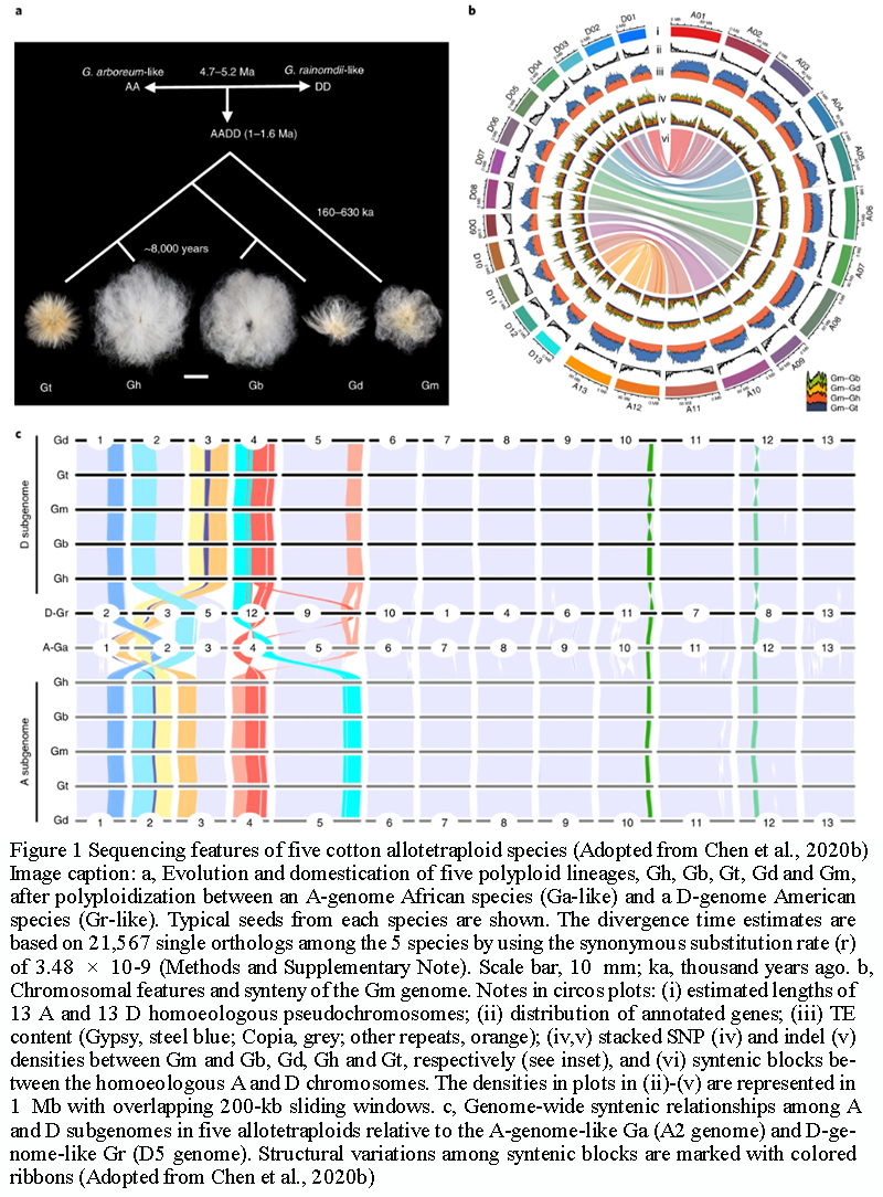 Impact of Polyploidy on the Evolution and Diversity of Cotton | Li ...