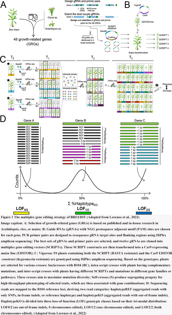 Genomics-Assisted Breeding in Maize: Techniques and Outcomes | Zhou ...