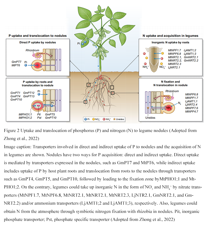 Nitrogen Fixation in Legumes: Genetic Mechanisms and Agricultural ...