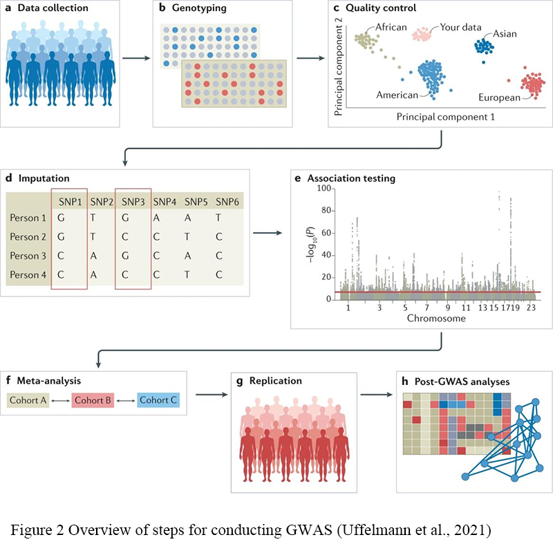 GWAS Revealed the Key Genetic Factors Affecting Cotton Fiber Quality ...