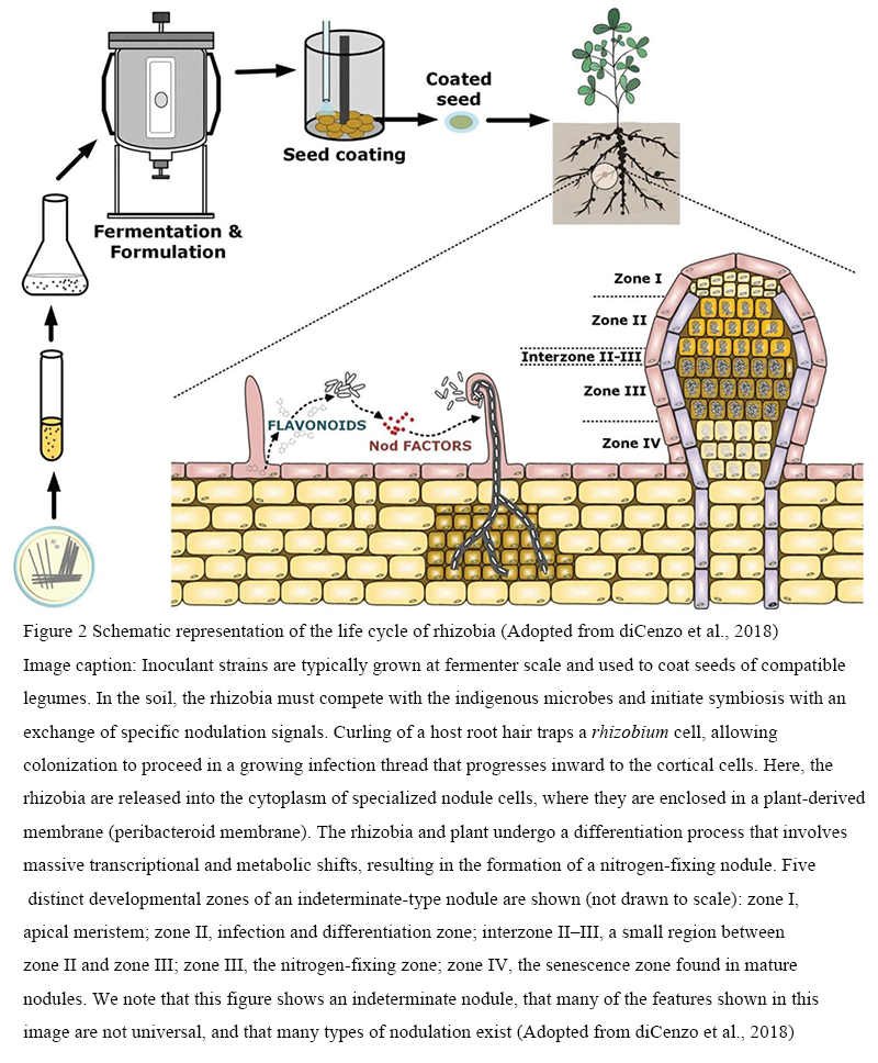 The Role of Rhizobium in Legume Crop Enhancement: Genetic Insights and ...