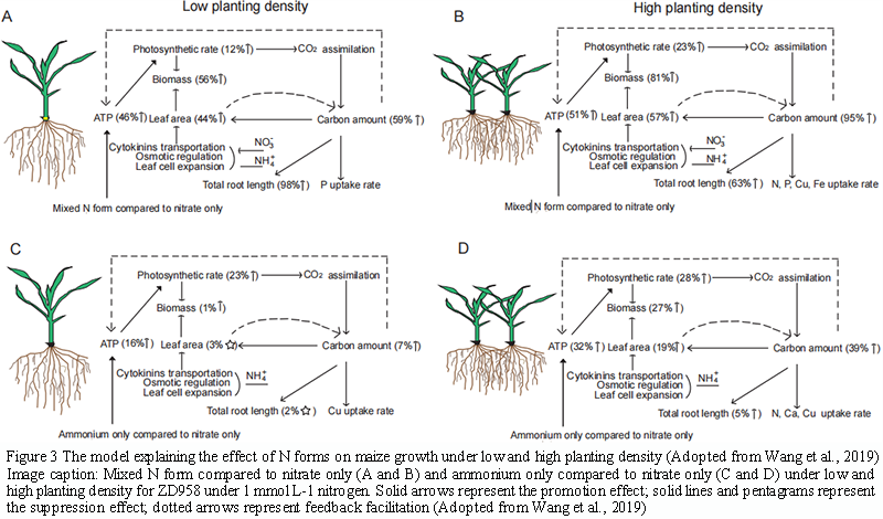 Insights into Optimization of Planting Density and Fertilization in ...