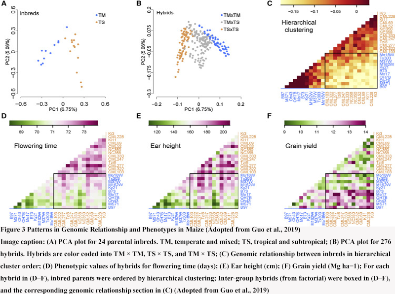 Genomics-Assisted Breeding in Maize: Techniques and Outcomes | Zhou ...