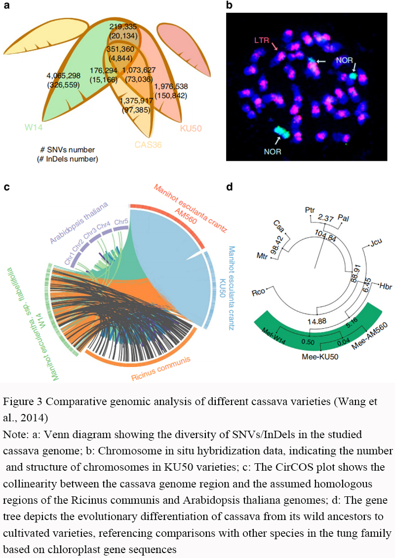 Impact of Climate Change on Cassava Cultivation: Genetic Adaptations ...